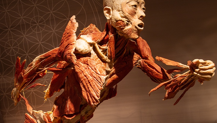 Give the gift of Imagine Exhibitions Experiences - Las Vegas Magazine