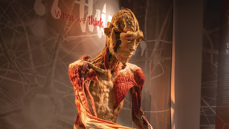 At 'REAL BODIES at Horseshoe Las Vegas,' it’s all about the human ...